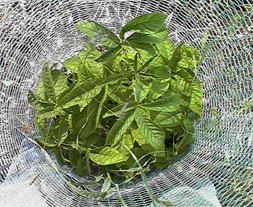 california_buckeye-wire-cage-web – Ridge to River Environmental Services